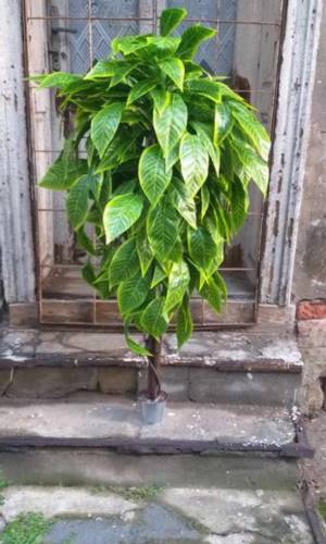 Vestacka Stabla - Vestacko drvece Albero Dekor