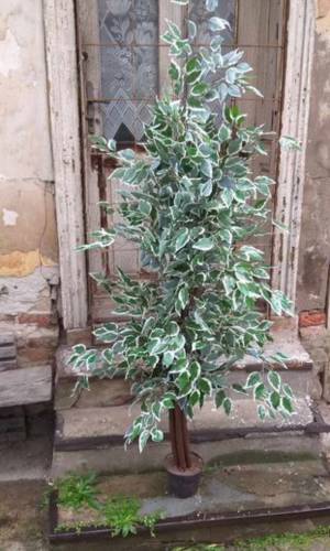 Vestacka Stabla - Vestacko drvece Albero Dekor