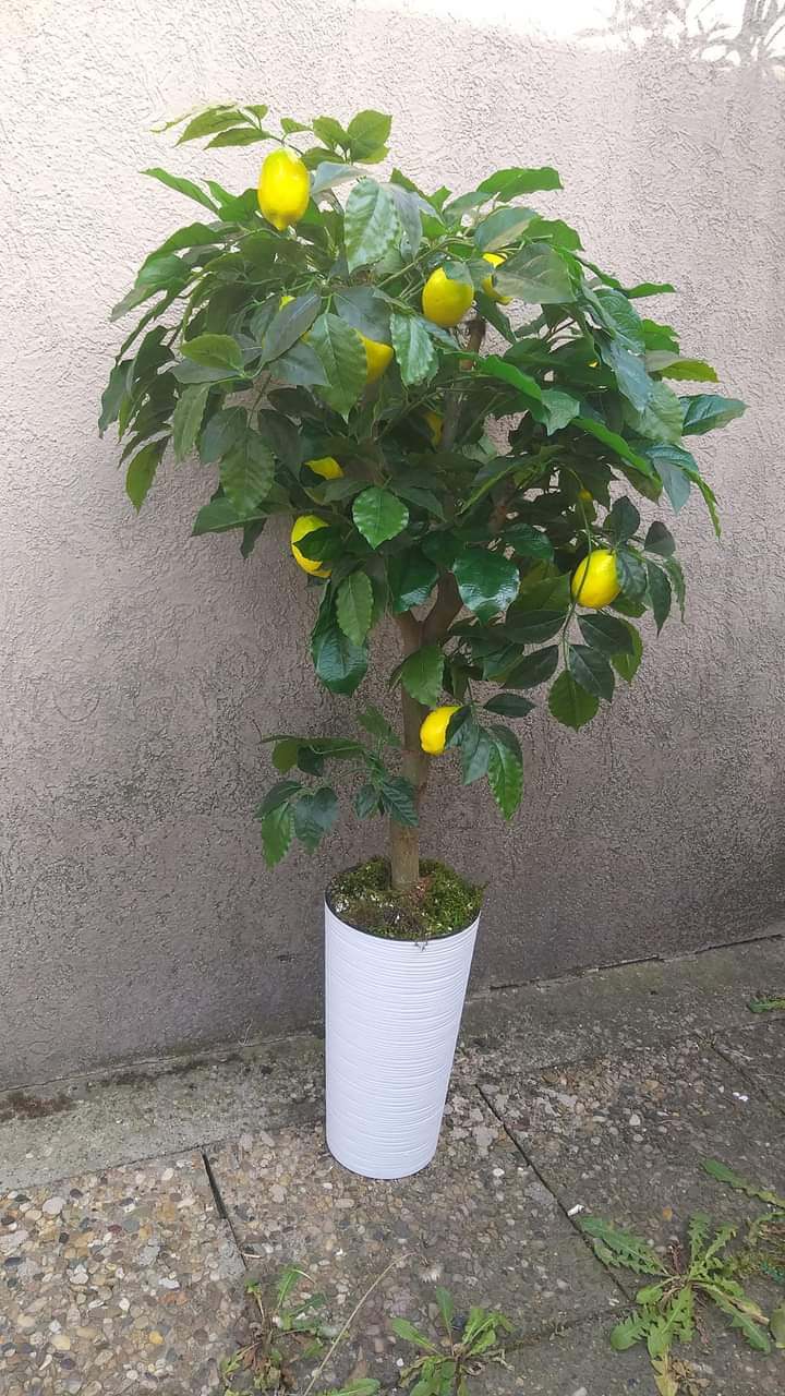 Vestacka Stabla - Vestacko drvece Albero Dekor